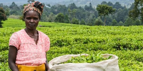 Williamson Tea Appoints Angus Nyariki As Executive Director, Replacing ...