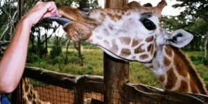 Who Owns The Giraffe Centre? The Untold Story Of Jock And Betty Leslie ...