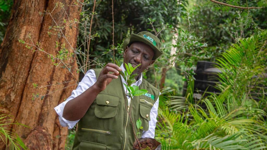 Kenya Could Save The World As Rare Trees Turn Air Into Stone