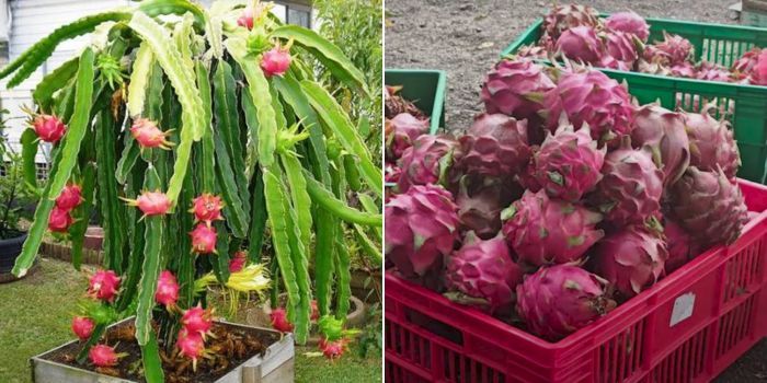 Rare Fruits Earning Kenyan Farmers Millions