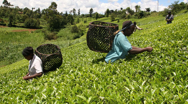 KTDA Announces When Tea Farmers Will Receive Refunds